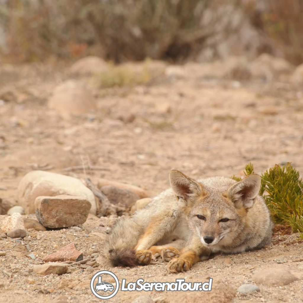 Tour isla damas – La Serena Tour